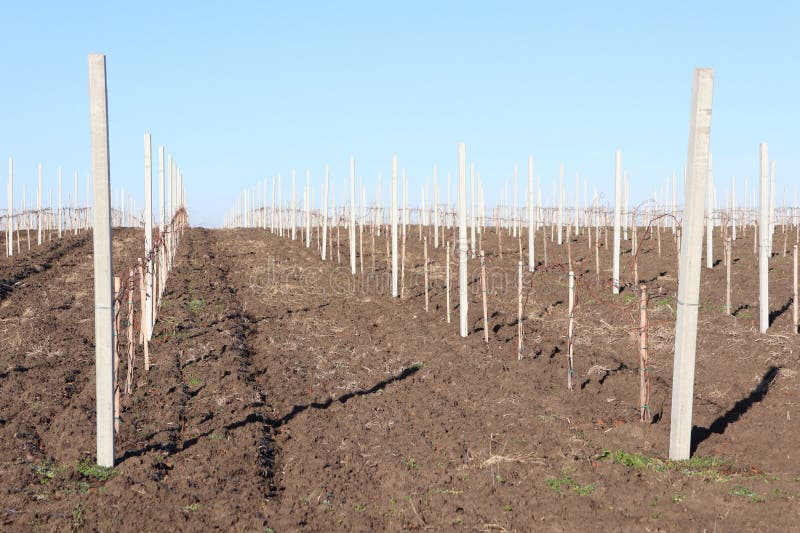 The Vineyard Landscape Featuring Trellis Posts during the Early Growth ...