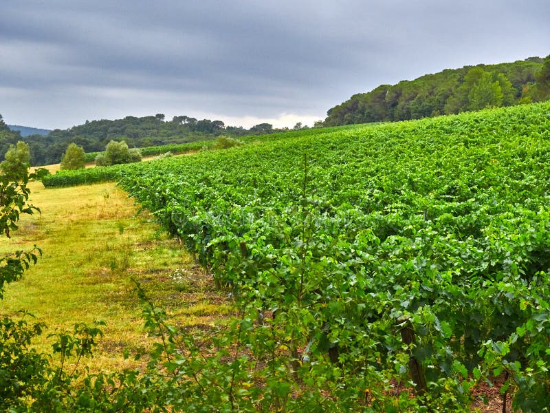 Vineyard Landscape stock image. Image of clouds, growing - 58107227