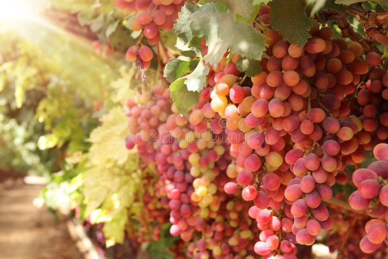 Vineyard Landscape with Ripe Grapes at Sunlight. Stock Image - Image of ...
