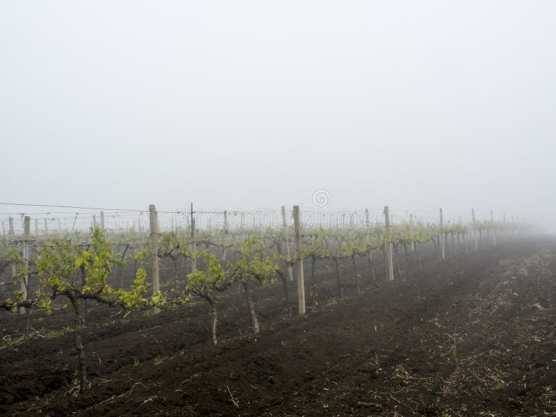 Vineyard Landscape Vine Spring Stock Image - Image of open, grapes ...