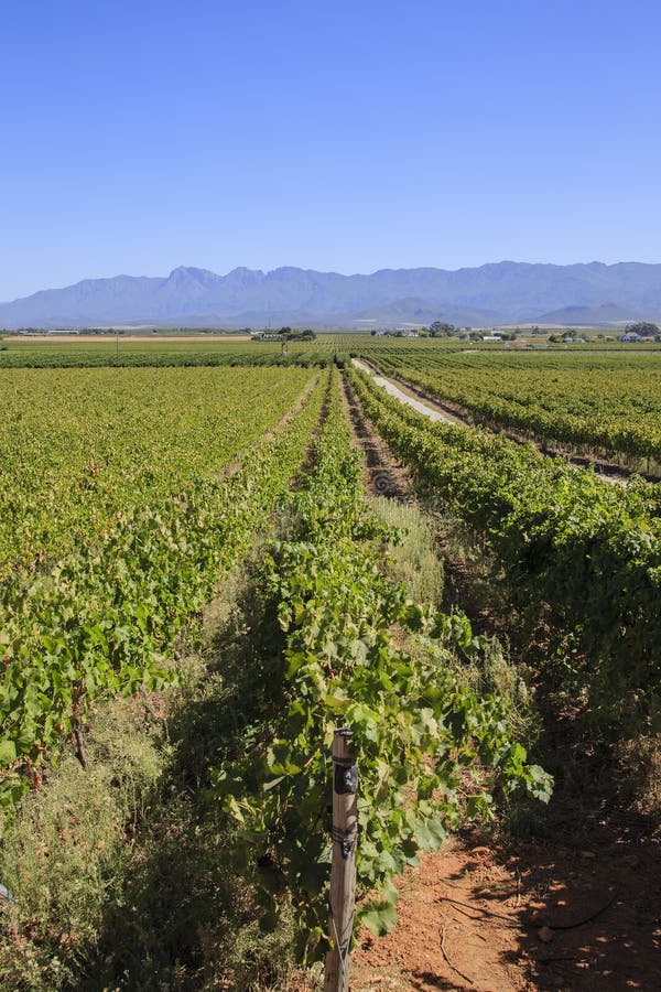 Vineyard Landscape stock photo. Image of season, agriculture - 68328988