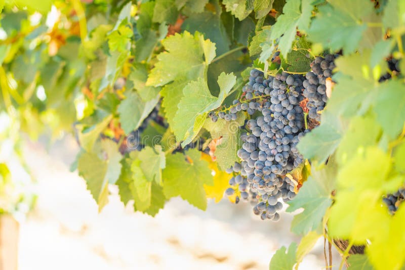 Vineyard with Lush, Ripe Wine Grapes on the Vine Ready for Harvest ...