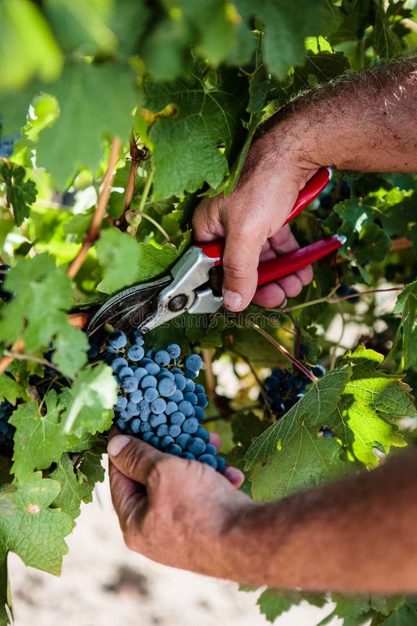 Vineyard stock image. Image of vine, wine, worker, viticulture - 35806123