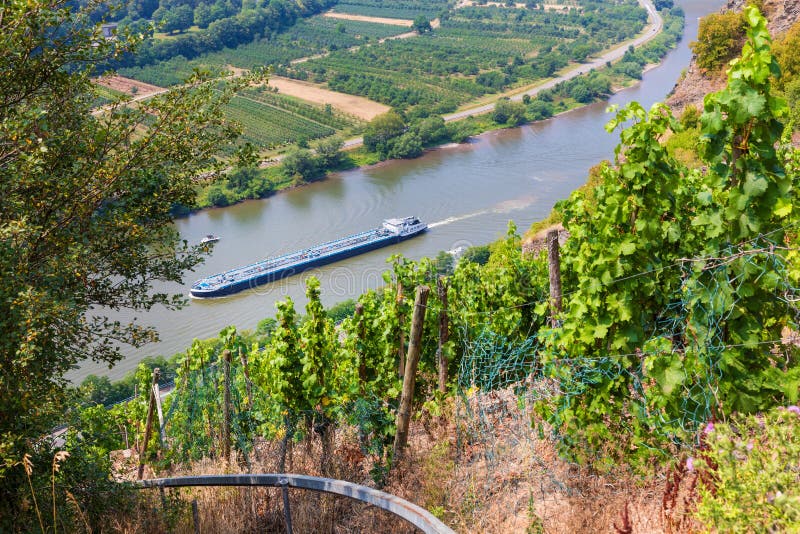 Vineyard Mosel Valley Germany Stock Photo - Image of moselle, germany ...
