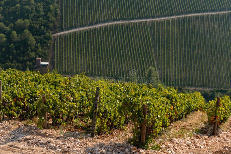 Vineyard on the mountain. stock photo. Image of wine - 125625454