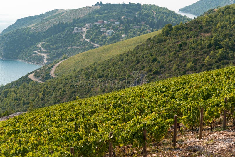 Vineyard on the mountain. stock photo. Image of countryside - 125625498