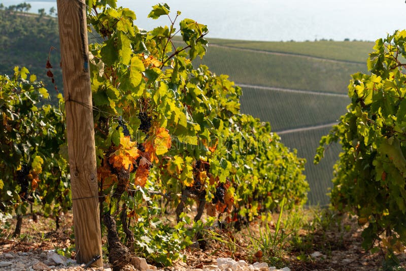 Vineyard on the mountain. stock image. Image of south - 125694763