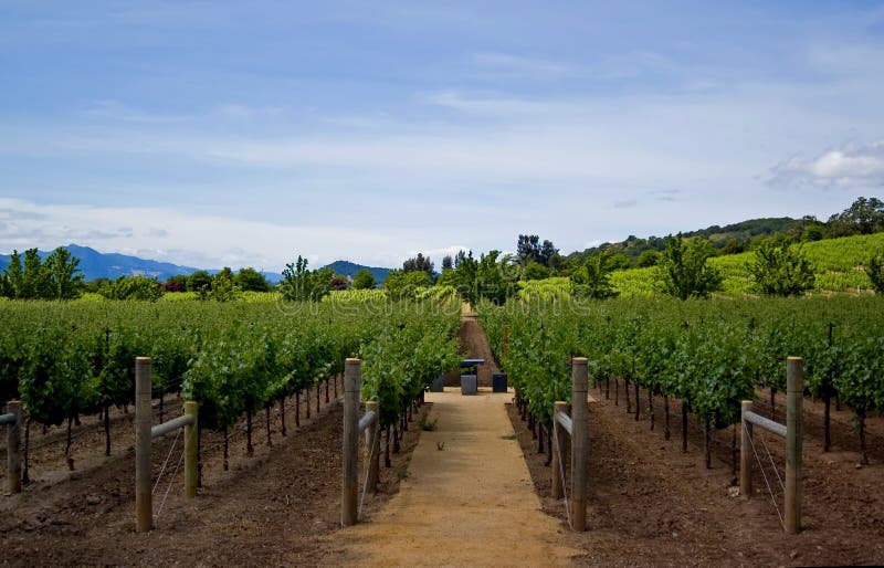 Vineyard in Napa Valley stock image. Image of northern - 4904337