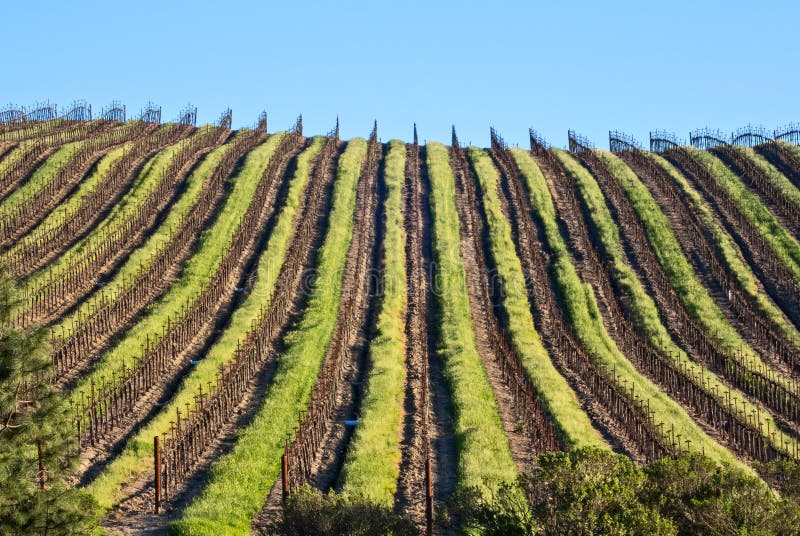 Vineyard stock photo. Image of foliage, grassy, harvesting - 51130300