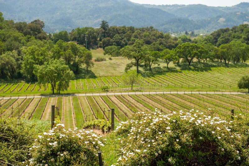 Vineyard in Napa Valley stock photo. Image of flowers - 265509296