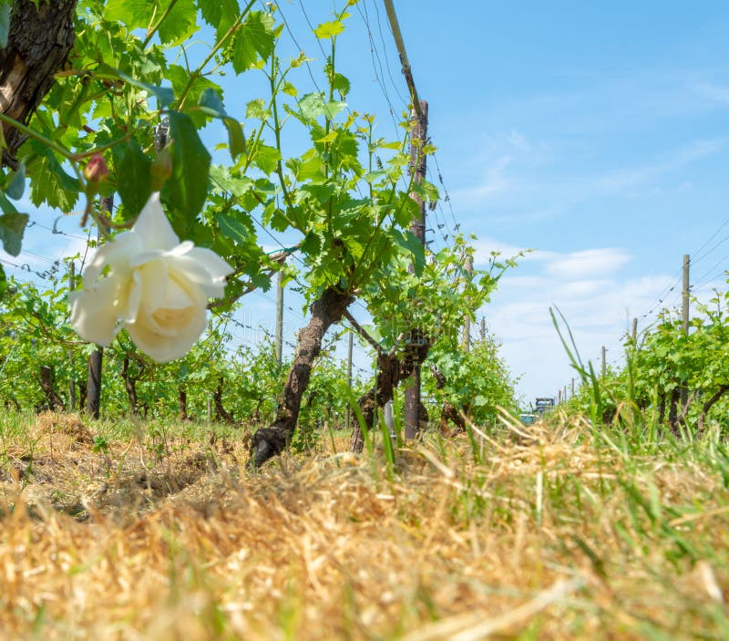 Vineyard in Netherlands, Production of Tasty White and Rose Wine Stock ...