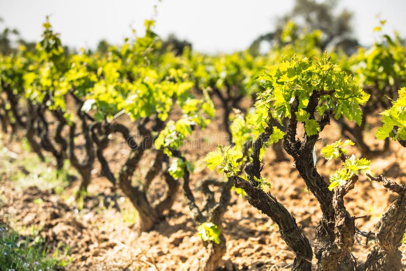 Grapevine in the Spring stock photo. Image of vinifera - 34437900