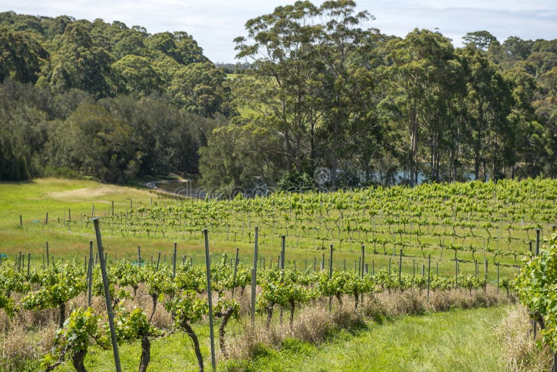 Vineyard in NSW stock image. Image of house, historic - 84682285