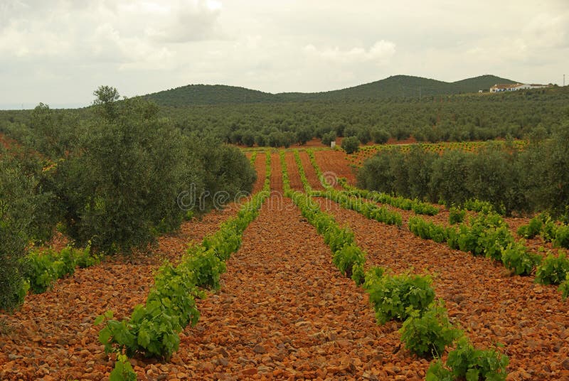 Vineyard in olive grove stock photo. Image of stones, spain - 7112874