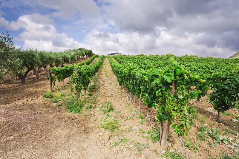 Vineyard and olive trees stock image. Image of country - 20987509