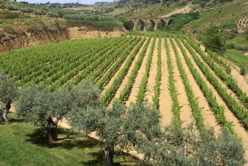 Vineyard and olive trees stock image. Image of farmland - 5297995