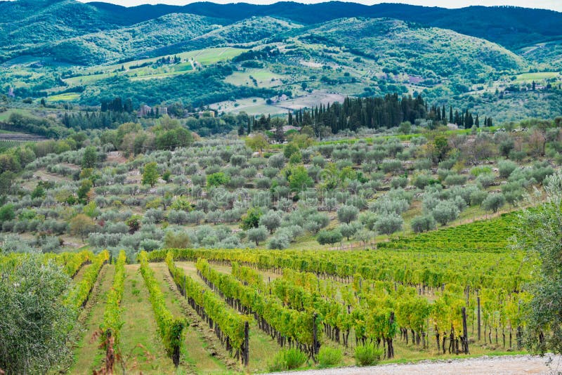 Vineyard and olives stock image. Image of tuscany, healthy - 100570041