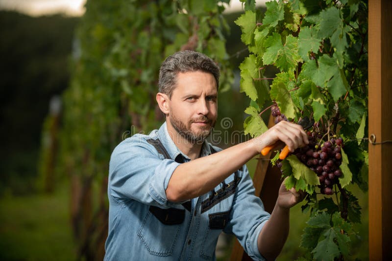 Vineyard Owner Cut Grapes with Gardening Scissors, Winery Stock Photo ...