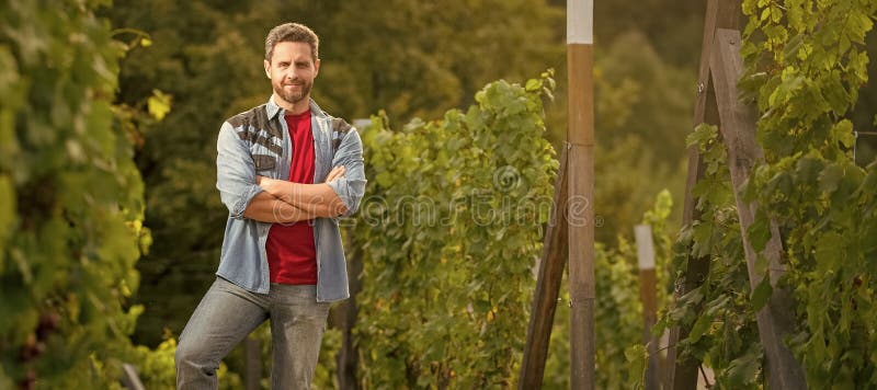 Vineyard Owner Standing at Winery among Grape Farm, Copy Space ...