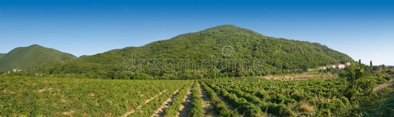 Vineyard pano stock photo. Image of grape, green, beauty - 10764774