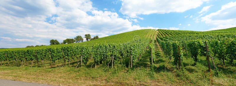 Vineyard Panorama stock image. Image of vines, industry - 9381019