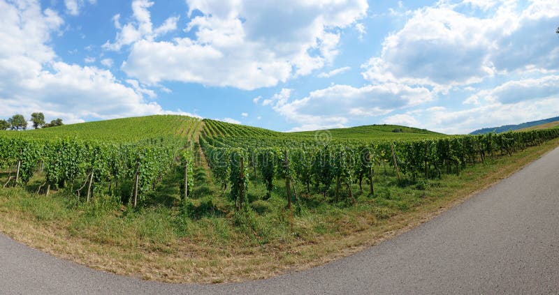 Vineyard panorama stock image. Image of clouds, nature - 57482179