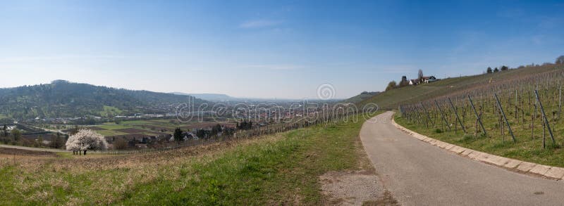 Vineyard Panorama in Spring with Vines and Forest Stock Image - Image ...