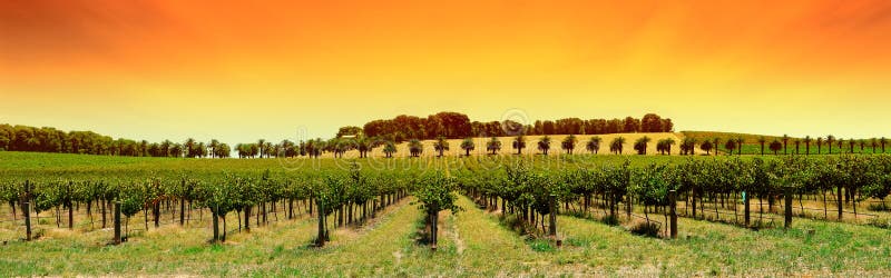 Vineyard Panorama Sunset stock image. Image of shiraz - 2305059