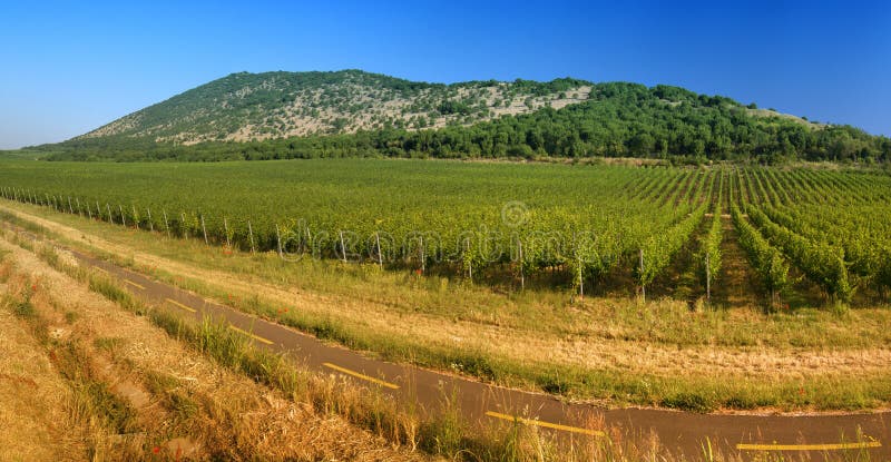 Vineyard in panorama view stock image. Image of rural - 103738357