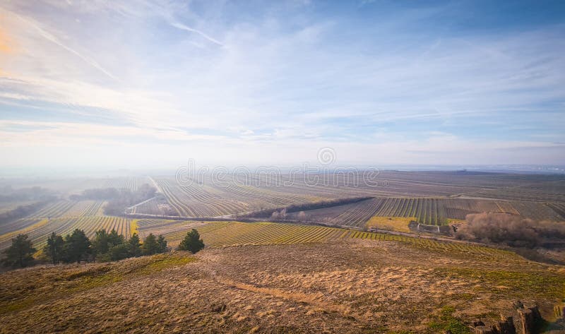 Vineyard panorama stock photo. Image of enclosures, locations - 266660894
