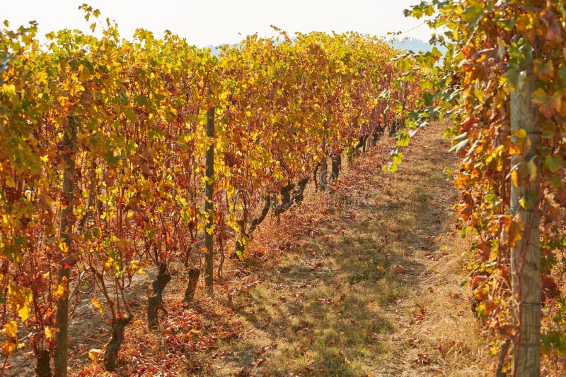 Vineyard Path in Autumn with Yellow and Brown Leaves, Sunlight Stock ...