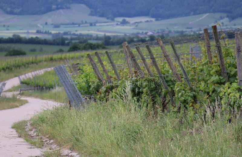 Vineyard path stock image. Image of countryside, growing - 29781557