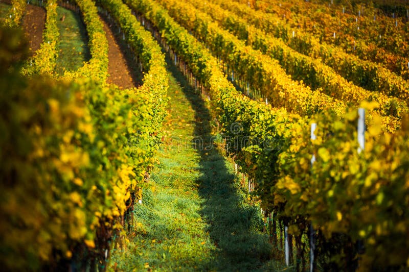 Vineyard path stock image. Image of countryside, growing - 29781557