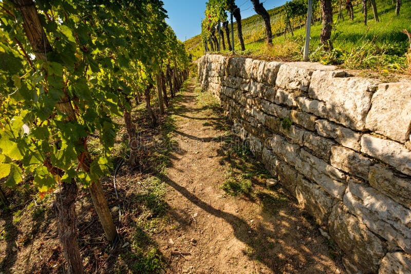 A Vineyard Path Above Bacharach, Germany Stock Photo - Image of ...