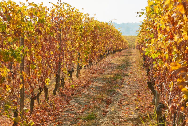 Vineyard path stock image. Image of countryside, growing - 29781557