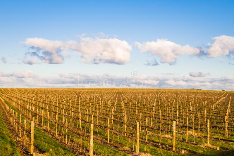 Vineyard patterns stock image. Image of lines, outdoor - 57848473