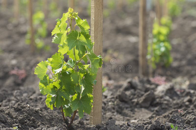 Vineyard Plantation. Growing Young Grape Seedlings Stock Photo - Image ...