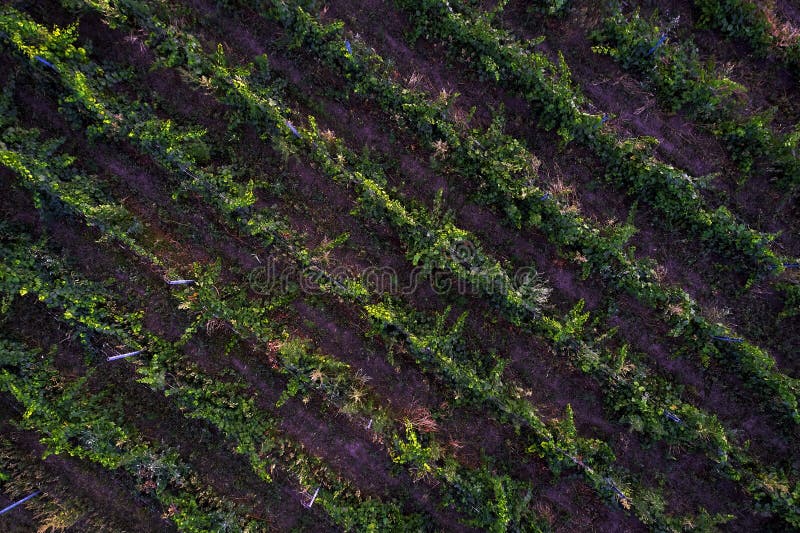 Vineyard Plantation Top View. Aerial View of the Rows of Vineyards ...