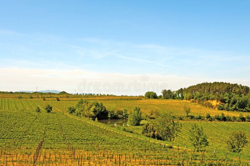 Vineyard and Pond stock photo. Image of growth, nature - 26427986