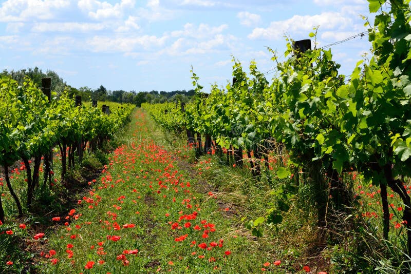 Vineyard and poppies stock image. Image of flower, colorful - 72242415