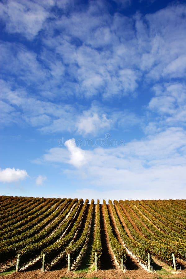 Vineyard - portrait stock photo. Image of growth, drink - 2641064