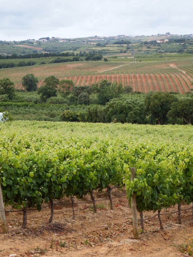 Vineyard - portrait stock photo. Image of growth, drink - 2641064