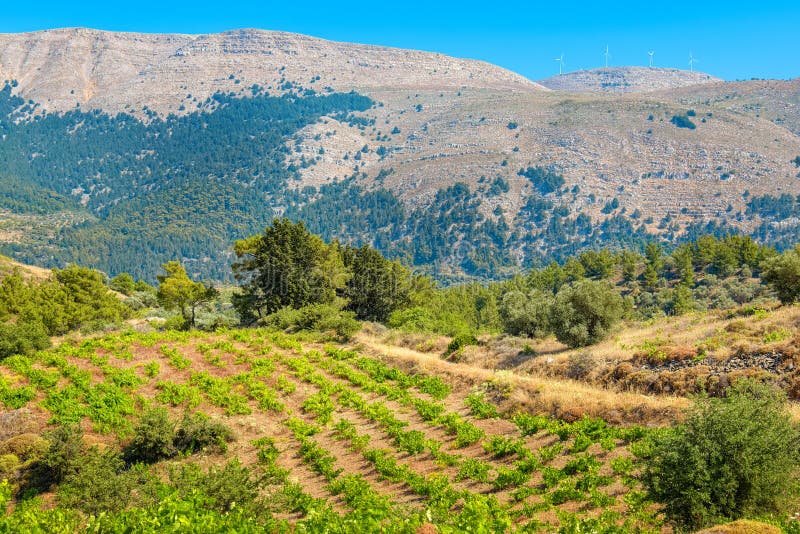 Greek vineyard stock image. Image of cluster, background - 72402289