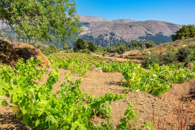 Winery stock image. Image of place, bottle, history, greece - 79103917