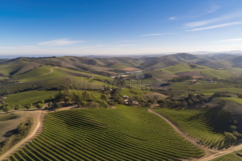 Vineyard with Rolling Hills and Blue Skies, Aerial View Stock ...