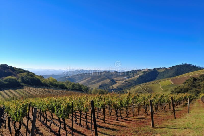 Vineyard with Rolling Hills and Clear Blue Sky in the Background Stock ...