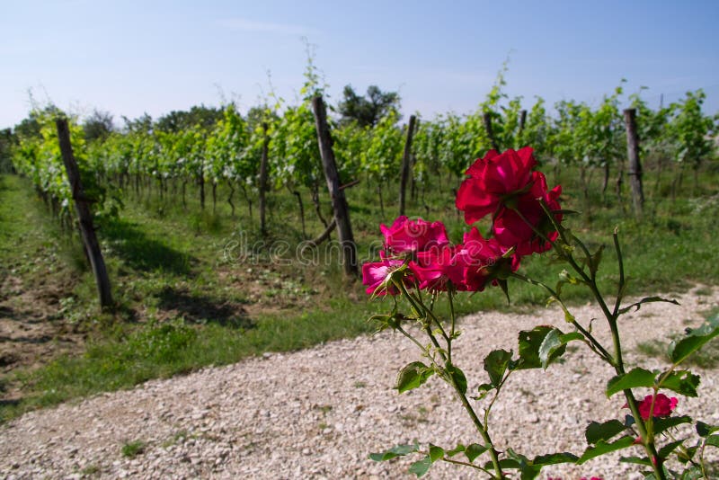 Vineyard with roses stock image. Image of ranch, nature - 27981321