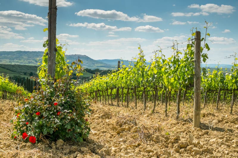 Vineyard with roses stock image. Image of winery, vineyard - 96341609