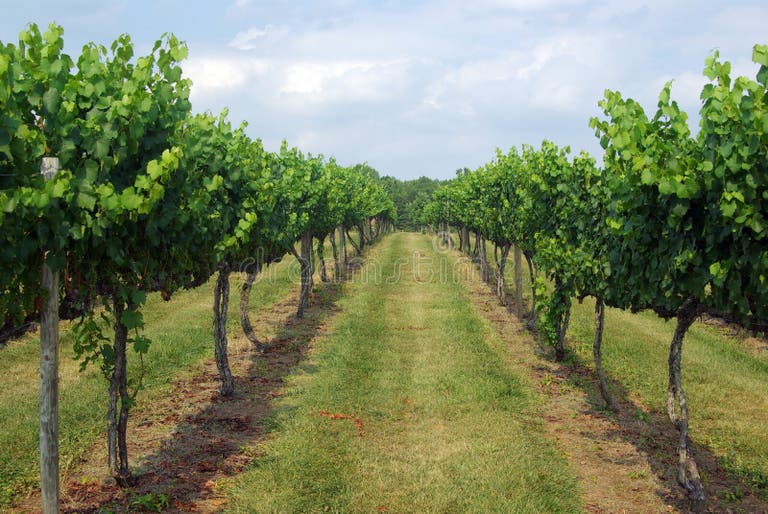 Vineyard Row stock image. Image of harvesting, spring - 7077799