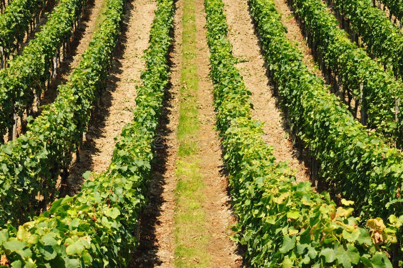 Vineyard Rows stock photo. Image of vibrant, view, leaf - 10694228